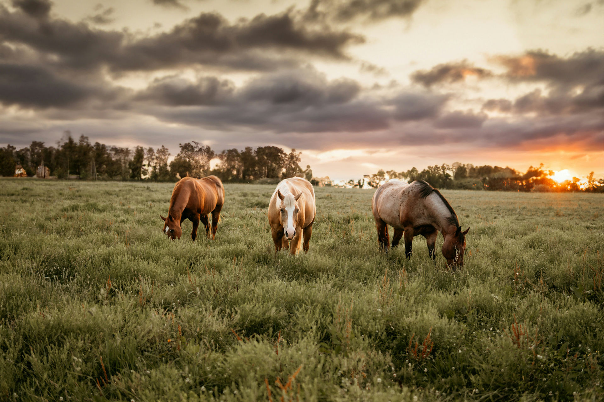 Pacific Northwest Ranch Horse Association